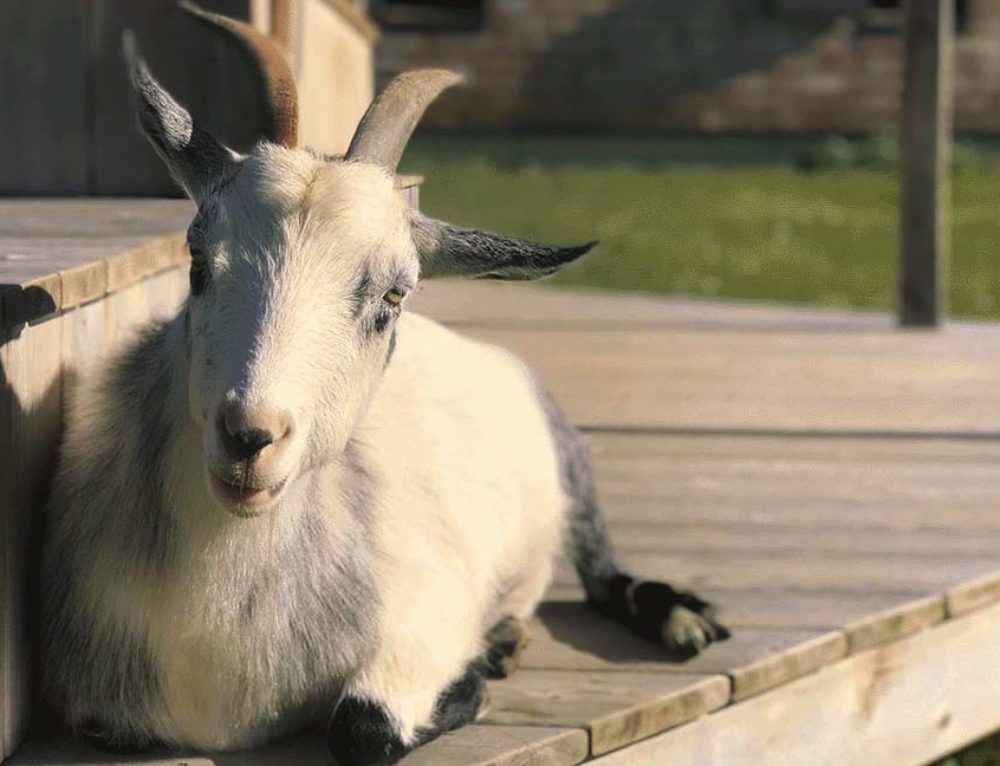 The Story of Avery: The Little Goat with a Guardian Angel | Hey Friend ...